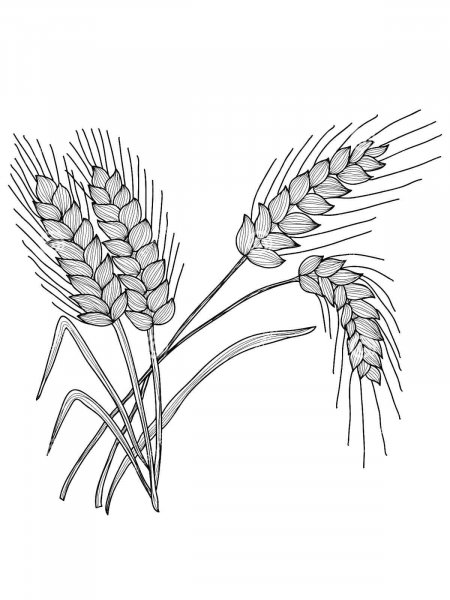 Wheat coloring pages