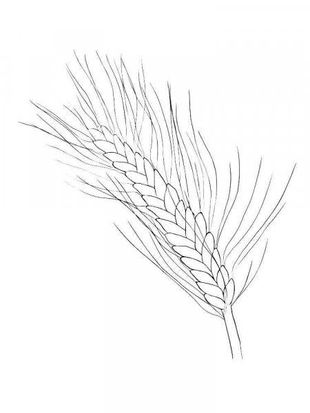 Wheat coloring pages