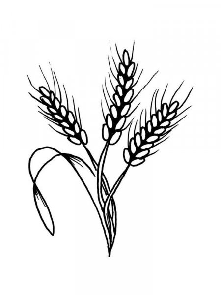 Wheat coloring pages
