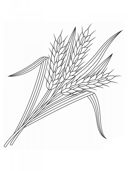 Wheat coloring pages
