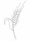 Wheat coloring pages