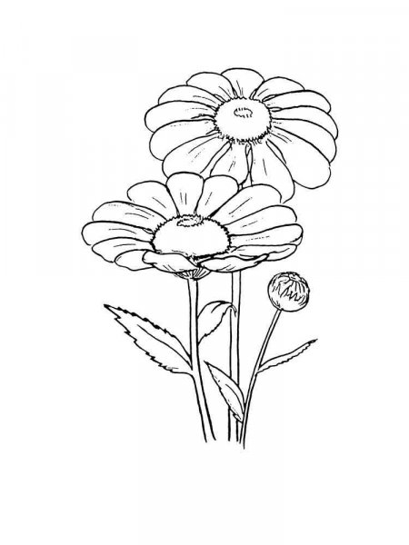 Chamomile Flower coloring pages