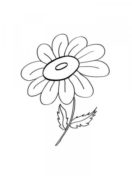 Chamomile Flower coloring pages