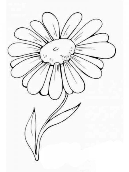 Chamomile Flower coloring pages