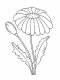 Chamomile Flower coloring pages