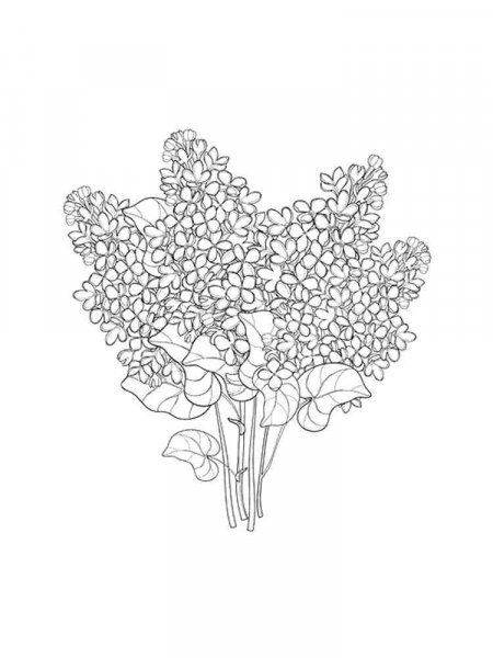 Lilac coloring pages