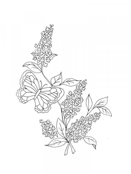 Lilac coloring pages