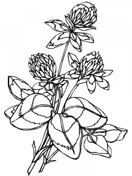 Clover coloring pages