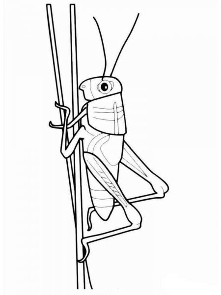 Insect coloring pages