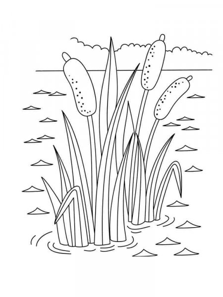 Swamp coloring pages