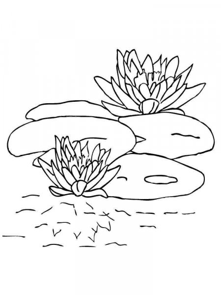 Swamp coloring pages