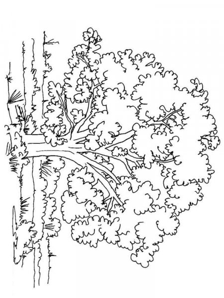 Trees coloring pages