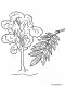 Ash Tree coloring pages