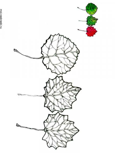 Aspen coloring pages