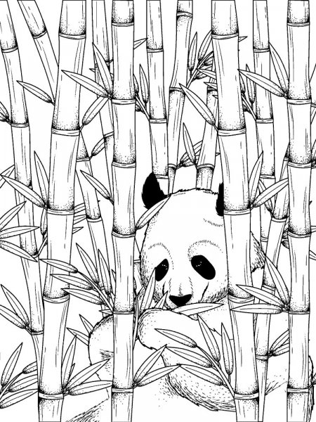 Bamboo coloring pages