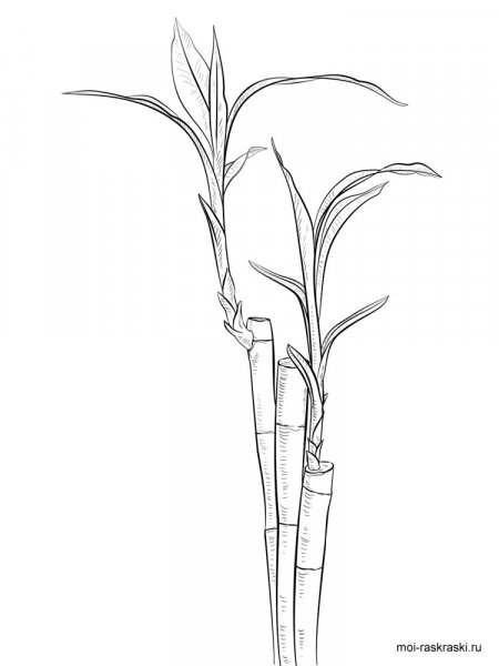Bamboo coloring pages