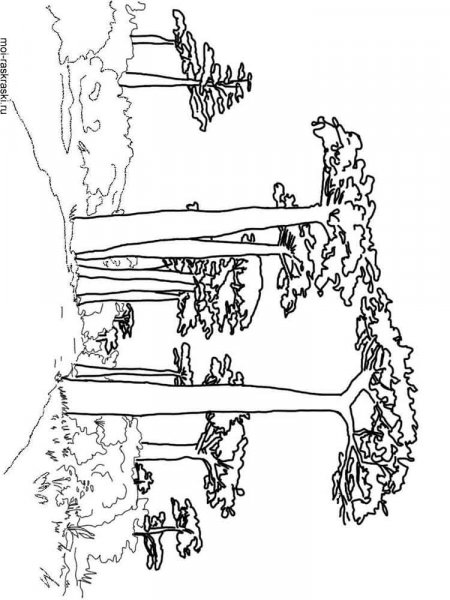 Baobab coloring pages