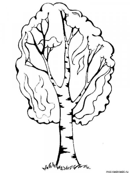 Birch Tree coloring pages