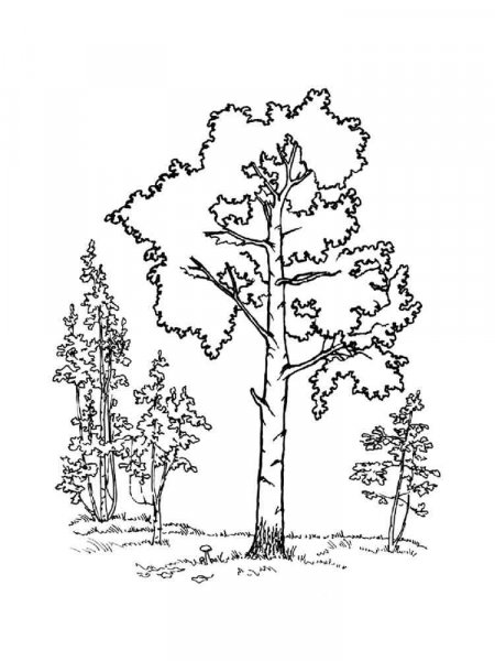 Birch Tree coloring pages