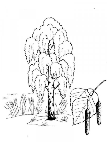 Birch Tree coloring pages