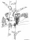 Birch Tree coloring pages