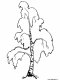 Birch Tree coloring pages