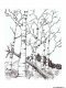 Birch Tree coloring pages