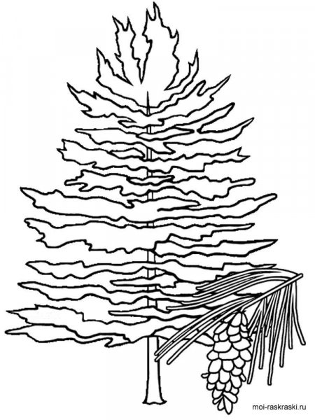 Fir Tree coloring pages