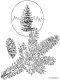 Fir Tree coloring pages