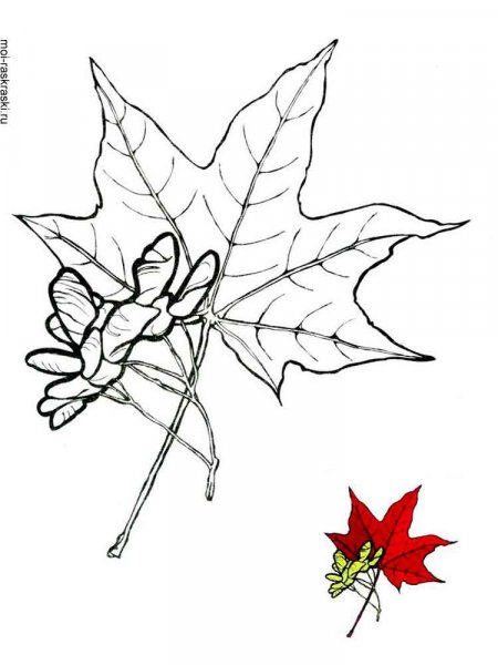 Maple coloring pages