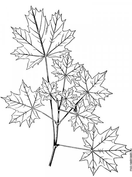 Maple coloring pages