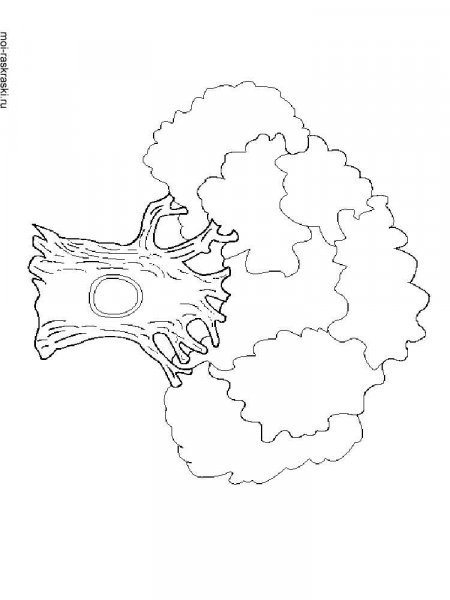 Oak coloring pages