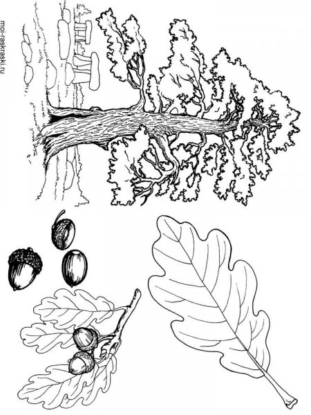 Oak coloring pages