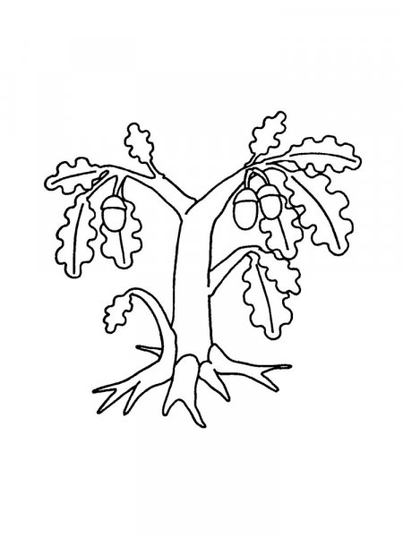 Oak coloring pages