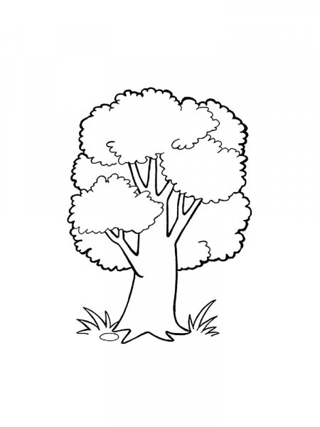 Oak coloring pages