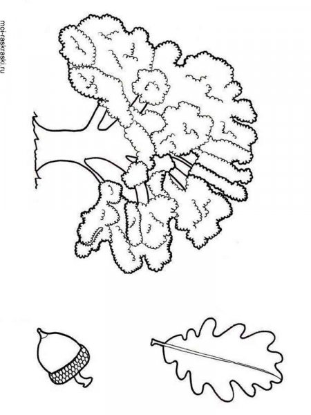 Oak coloring pages