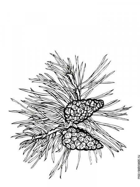 Pine Tree coloring pages