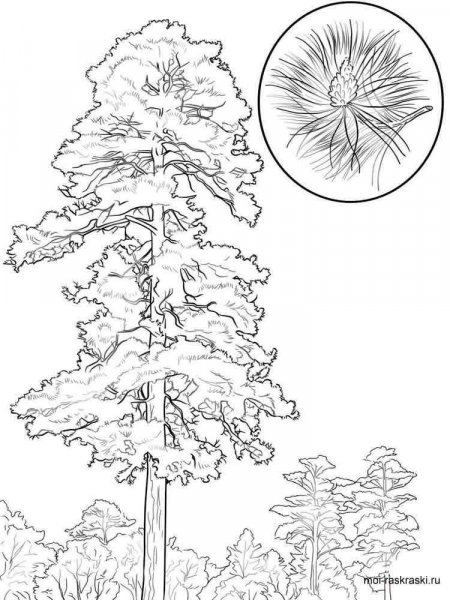 Pine Tree coloring pages