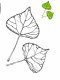 Poplar coloring pages