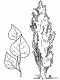 Poplar coloring pages