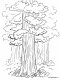 Sequoia coloring pages